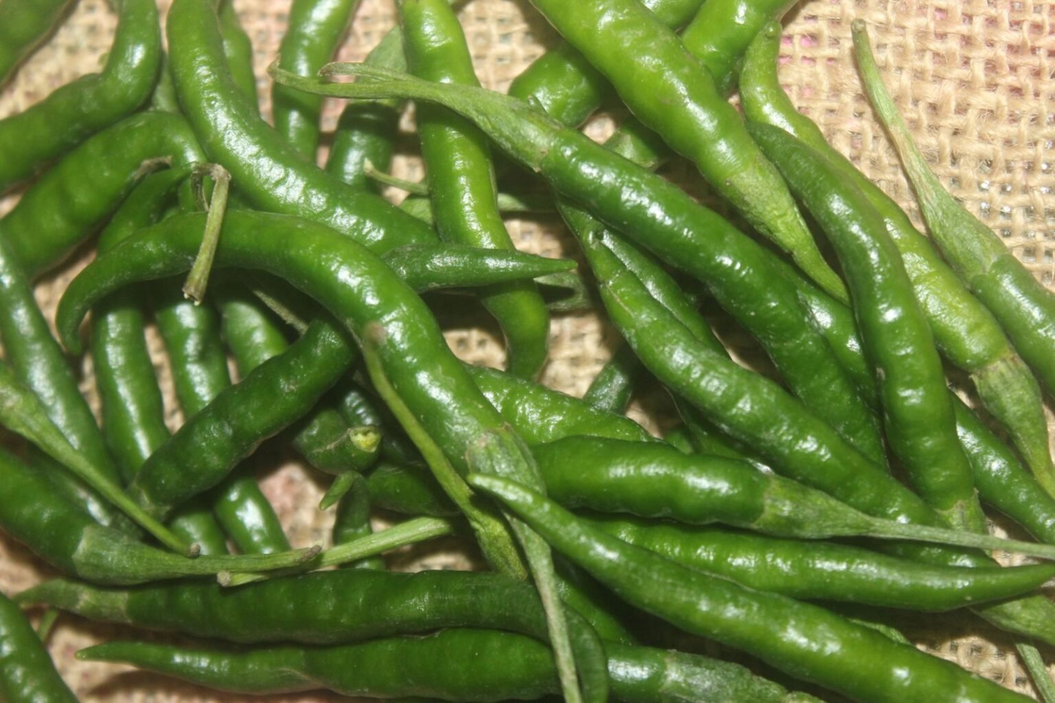 Green Chilly - हिरवी मिरची - Sarkhot Natural Farms