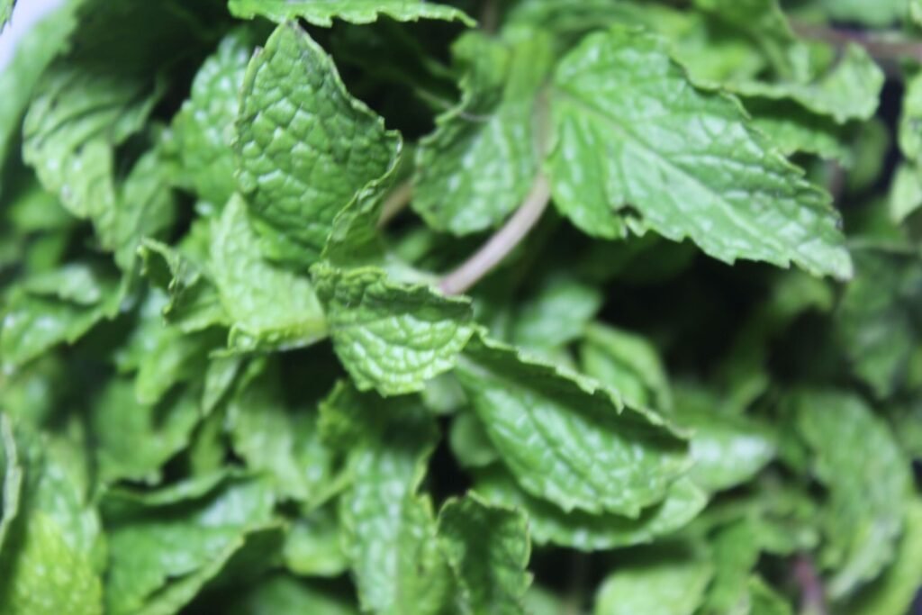 Mint Leaves - पुदीना - Sarkhot Natural Farms