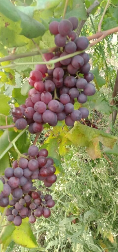 Red Flame Grapes - लाल द्राक्ष - Sarkhot Natural Farms